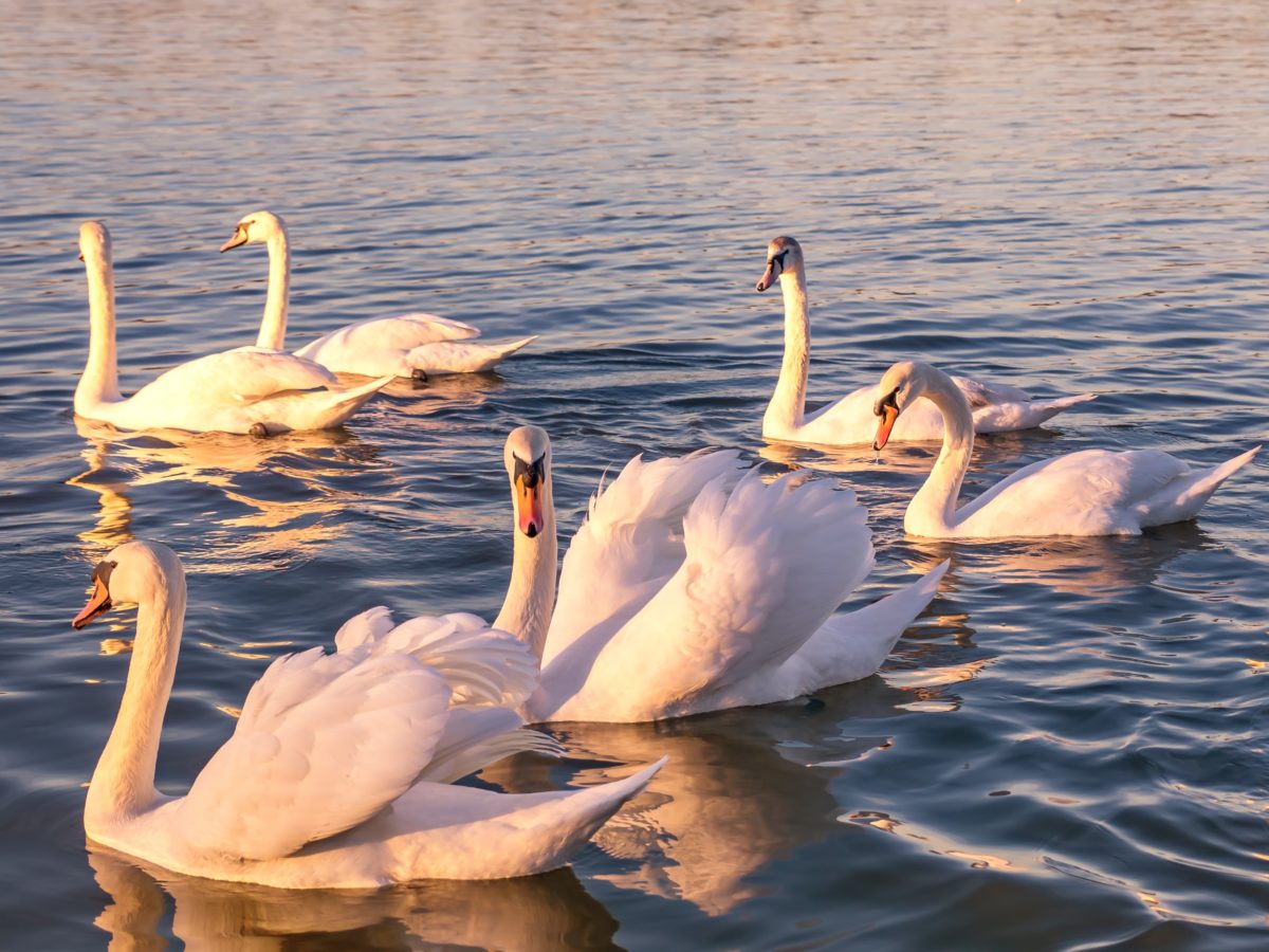 Les Cygnes sauvages - Orchestre Victor Hugo